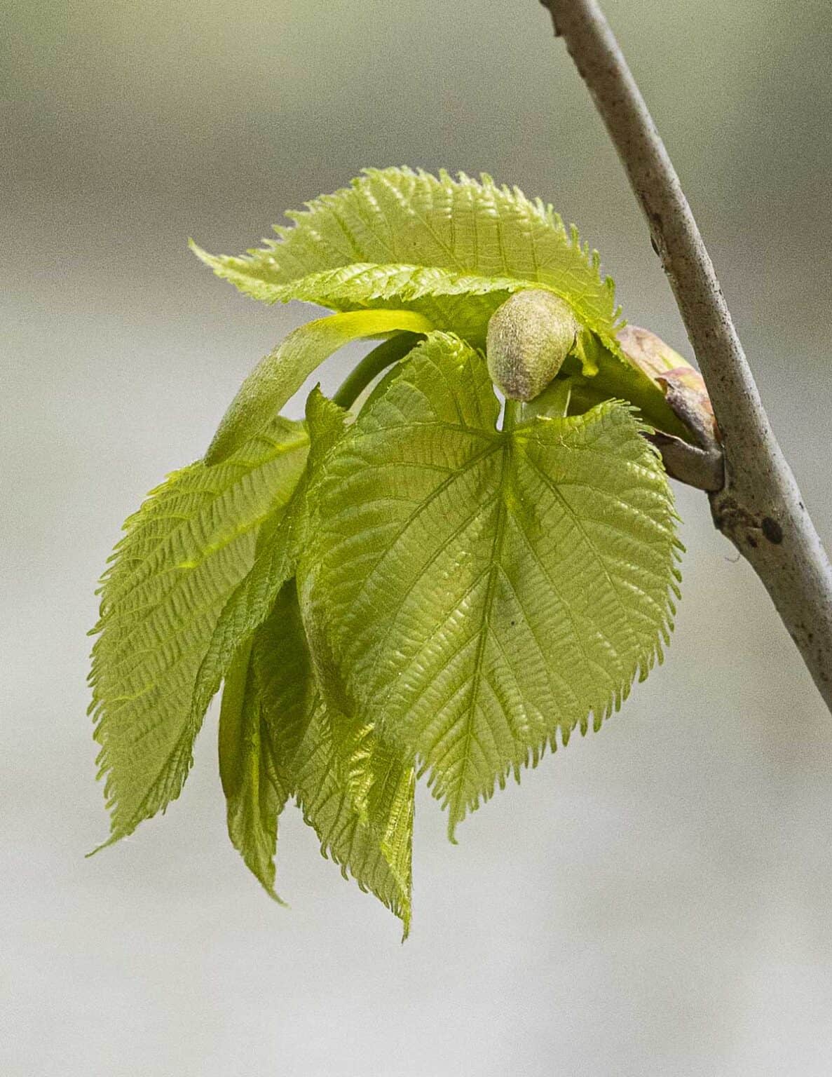 American Basswood Leaves / Linden Tree - Forager | Chef
