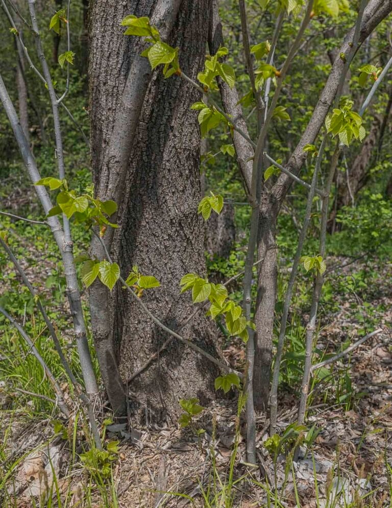 American Basswood Leaves / Linden Tree - Forager | Chef