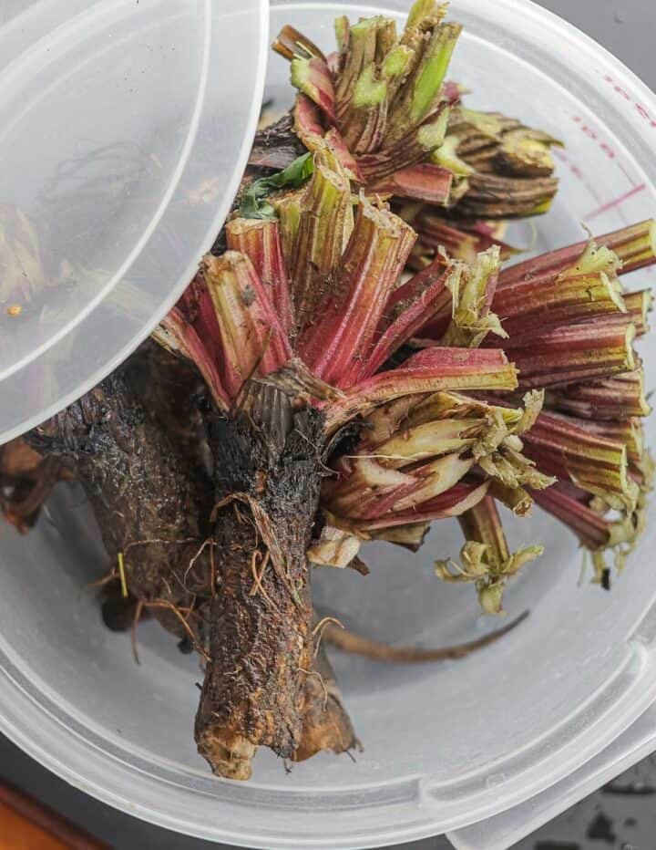 Foraging Burdock Root, and Other Edible Parts of the Plant - Forager | Chef