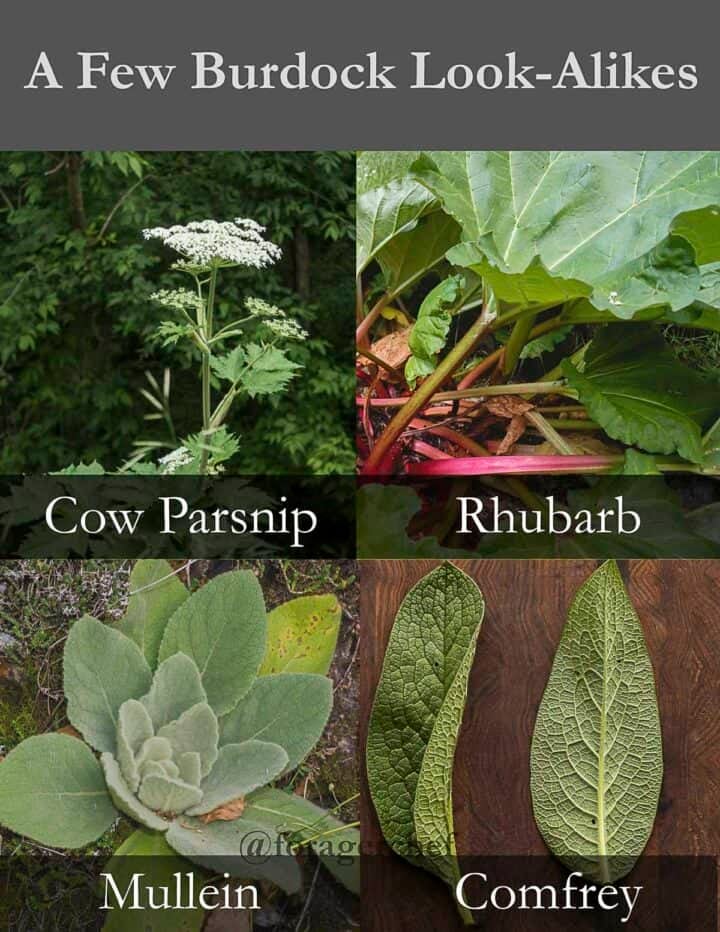 Foraging Burdock Root, and Other Edible Parts of the Plant - Forager | Chef