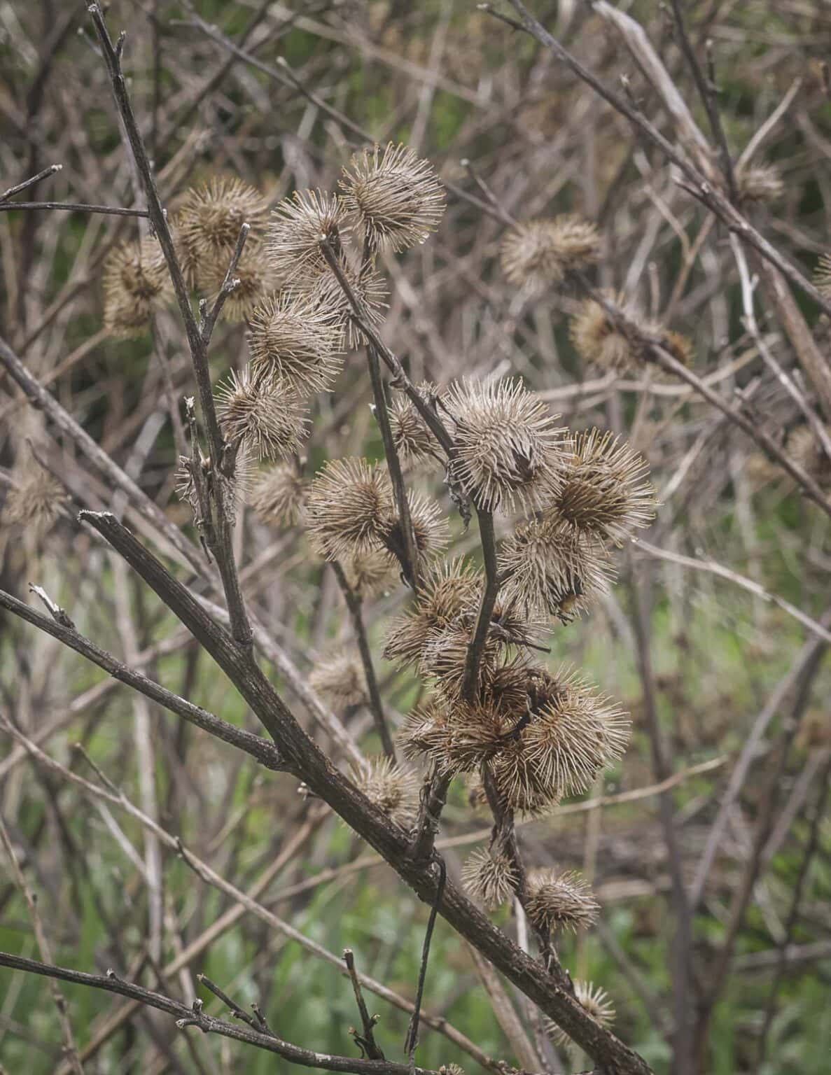 Foraging Burdock Root, and Other Edible Parts of the Plant - Forager | Chef