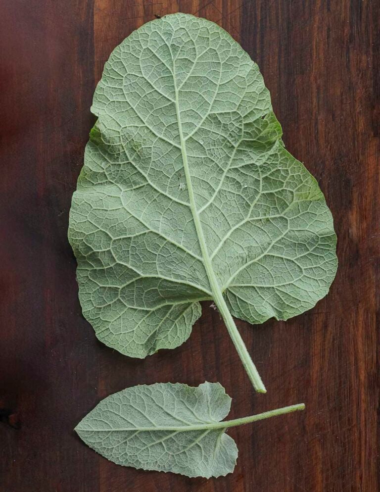 Foraging Burdock Root, and Other Edible Parts of the Plant - Forager | Chef