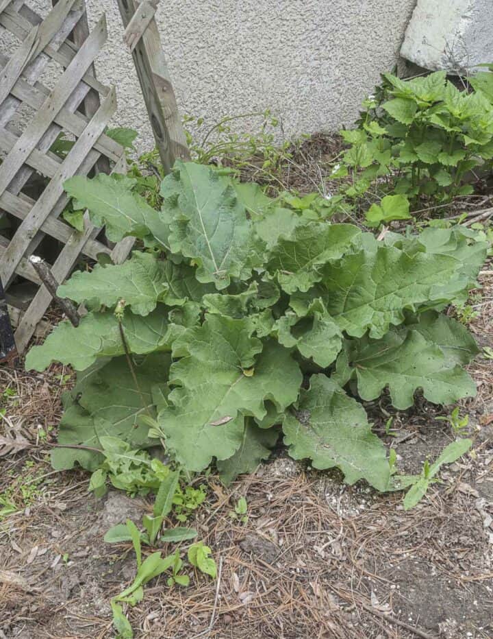 Foraging Burdock Root, and Other Edible Parts of the Plant - Forager | Chef