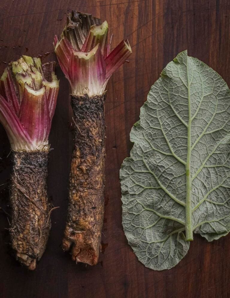 Foraging Burdock Root, and Other Edible Parts of the Plant - Forager | Chef