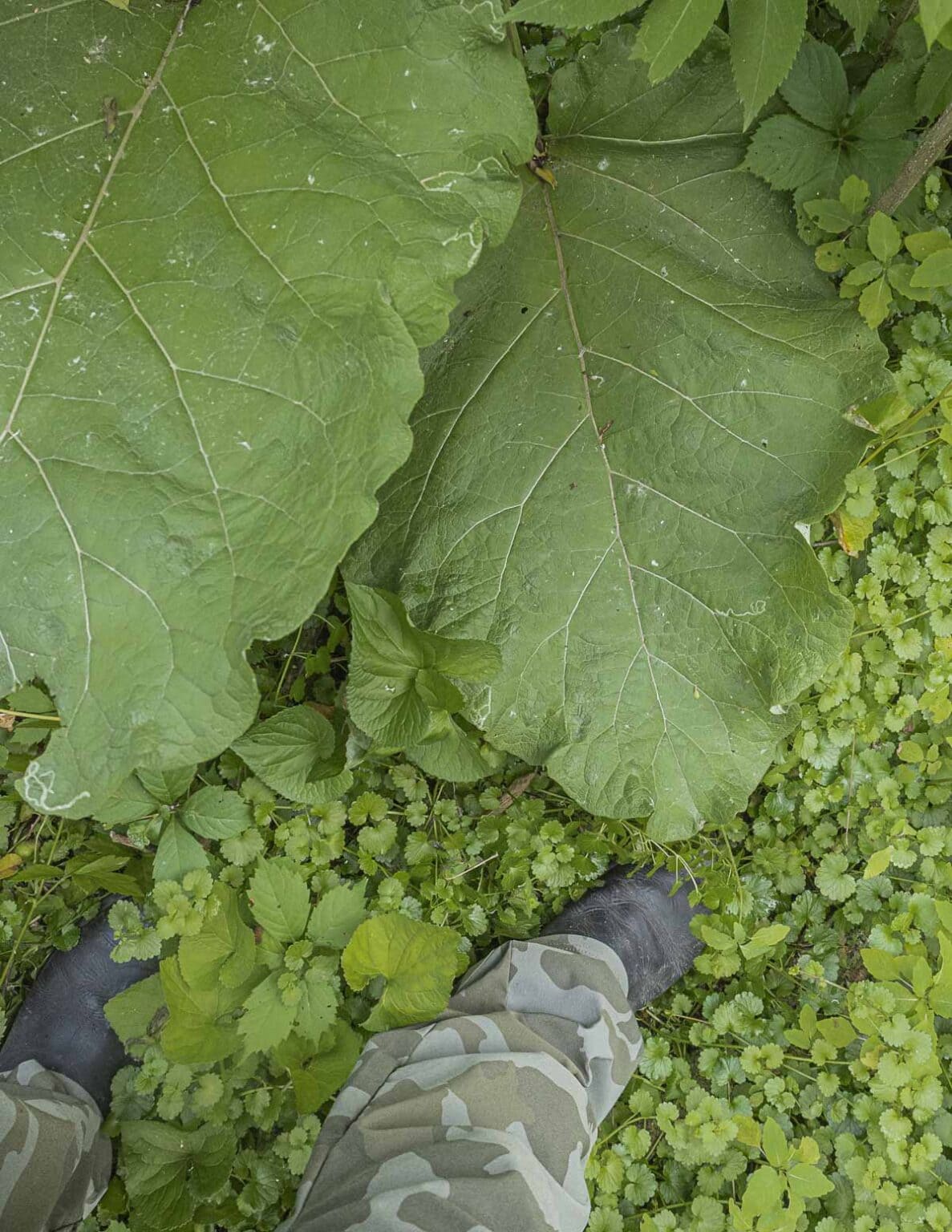 Foraging Burdock Root, and Other Edible Parts of the Plant - Forager | Chef