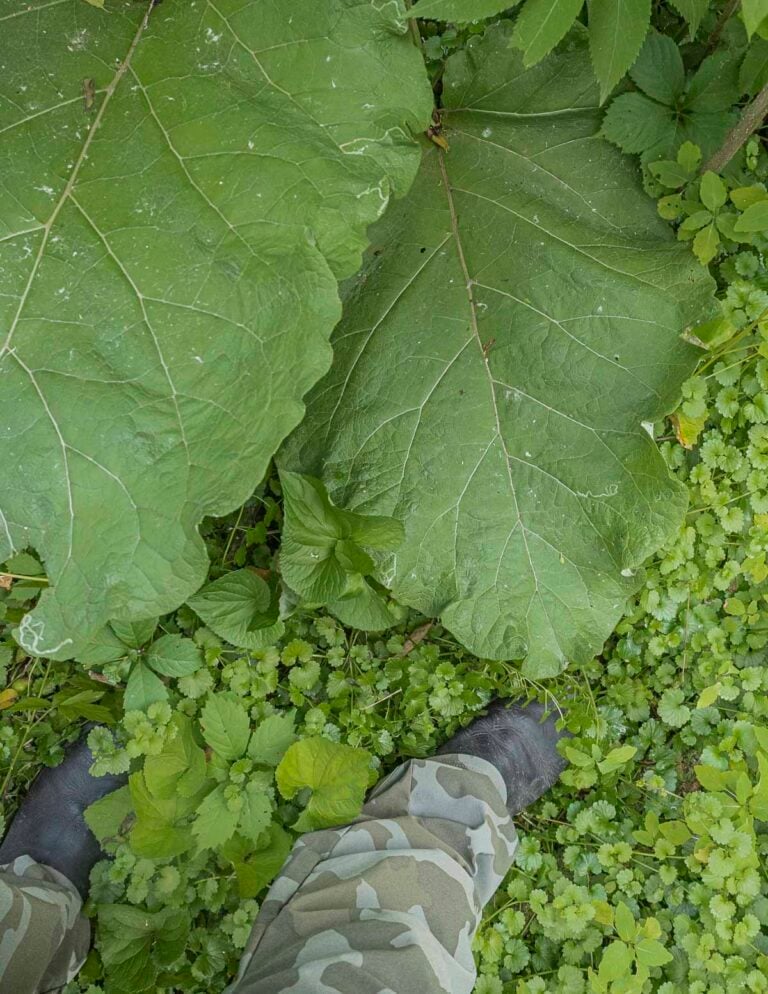 Foraging Burdock Root, and Other Edible Parts of the Plant - Forager | Chef