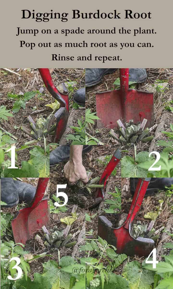 Foraging Burdock Root, and Other Edible Parts of the Plant - Forager | Chef