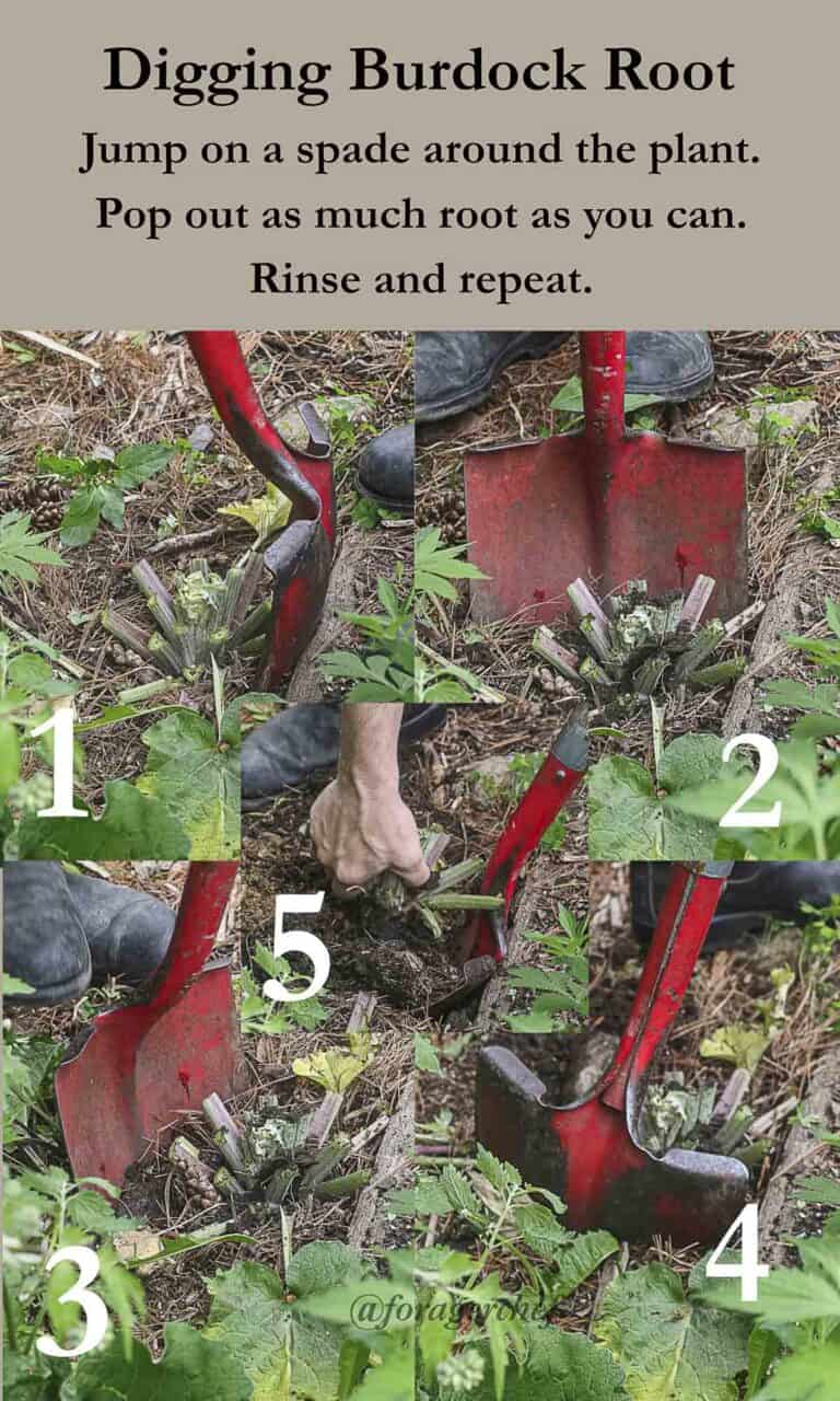 Foraging Burdock Root, and Other Edible Parts of the Plant - Forager | Chef