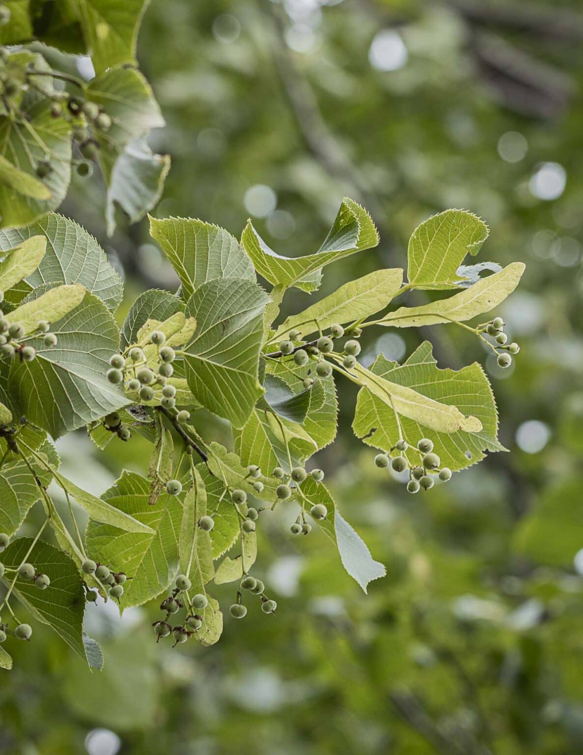 American Basswood Leaves / Linden Tree - Forager | Chef