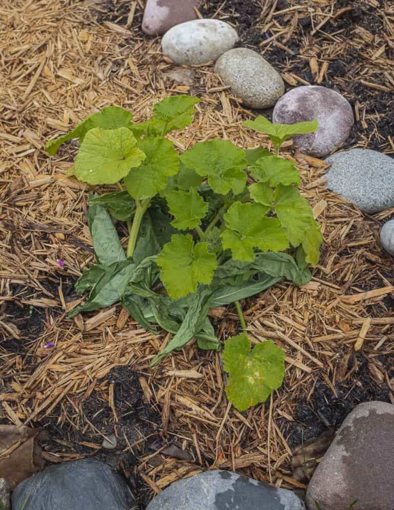 Comfrey Plants: A Traditional Food and Medicine - Forager | Chef