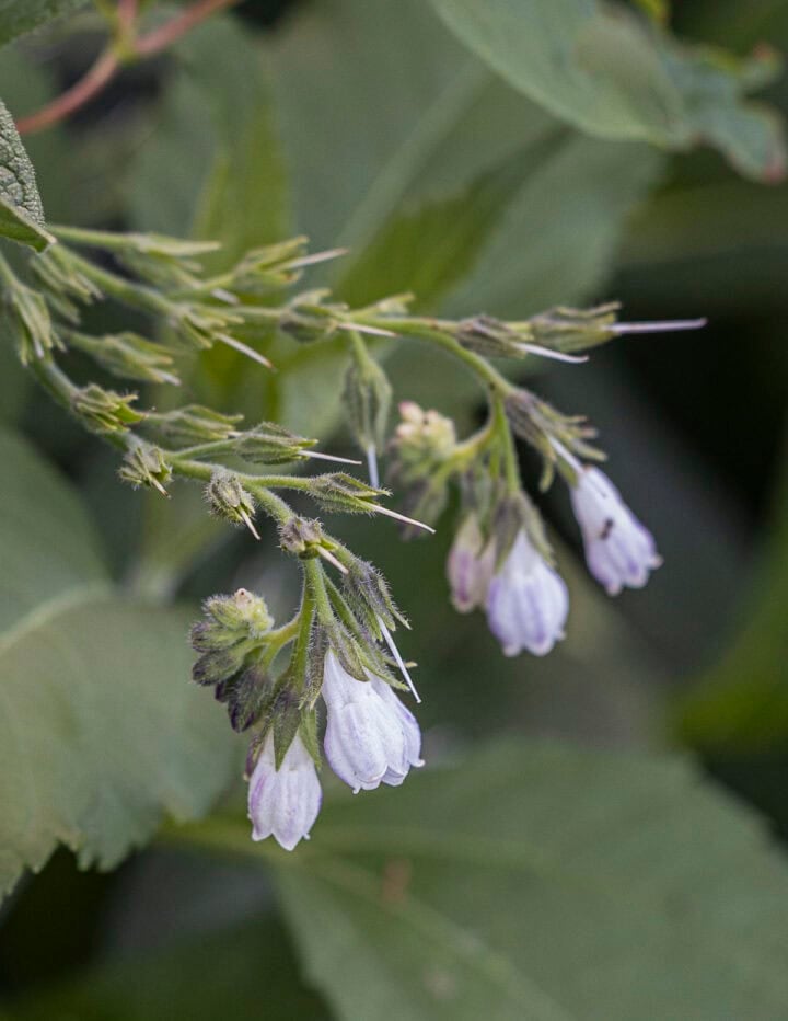 Comfrey Plants: A Traditional Food and Medicine - Forager | Chef