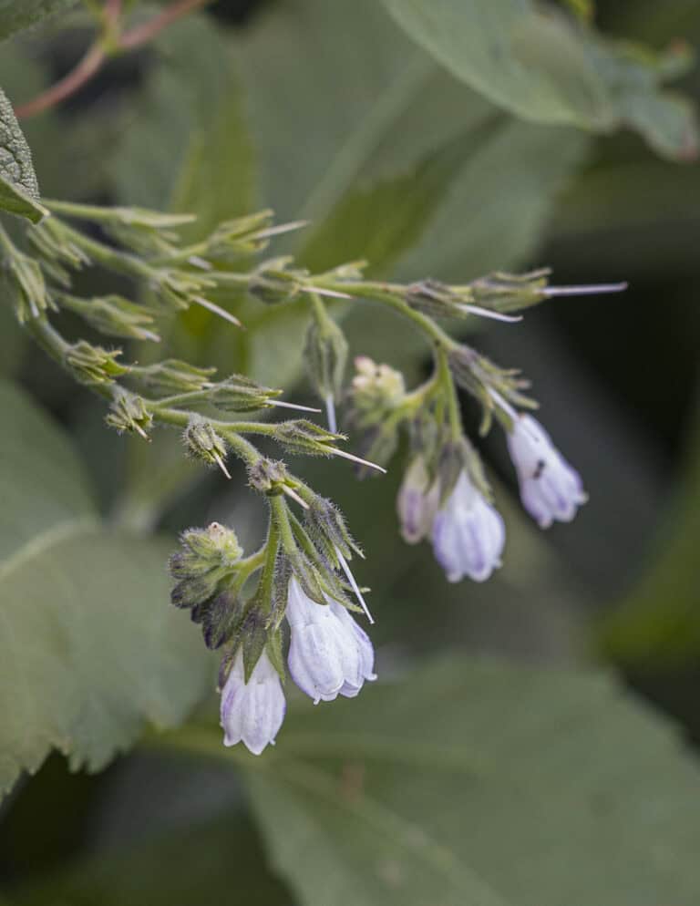 Comfrey Plants: A Traditional Food and Medicine - Forager | Chef