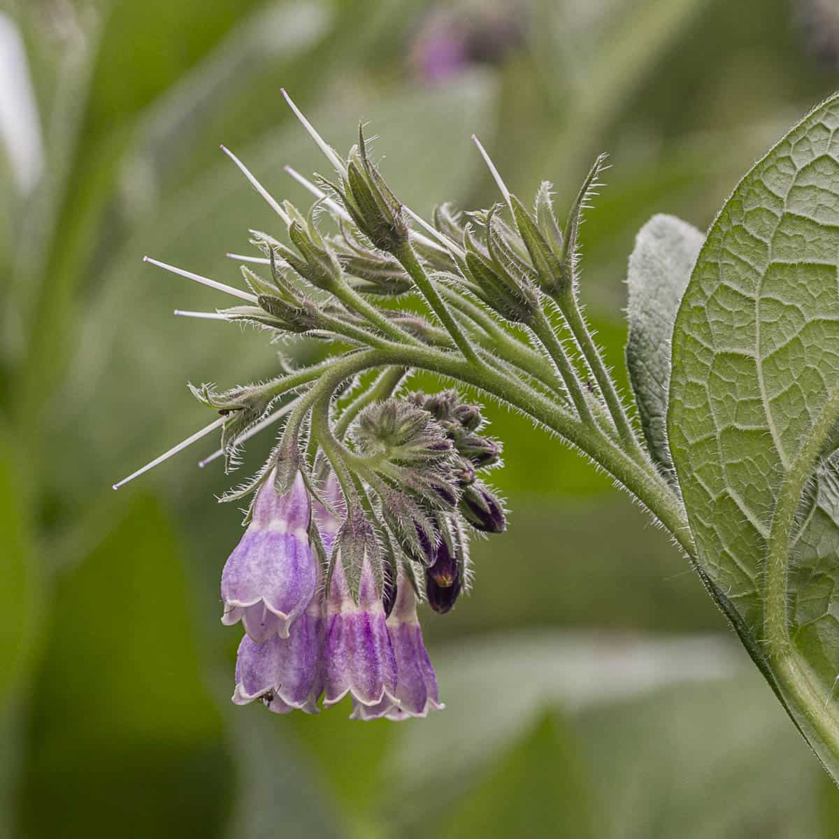 Comfrey Plants: A Traditional Food and Medicine - Forager | Chef
