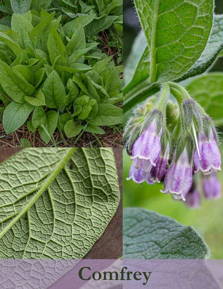 Comfrey Plants: A Traditional Food and Medicine - Forager | Chef