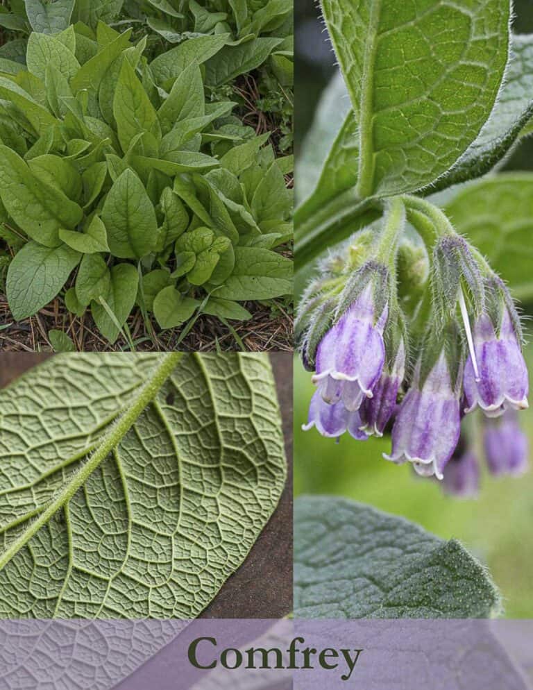 Comfrey Plants: A Traditional Food and Medicine - Forager | Chef