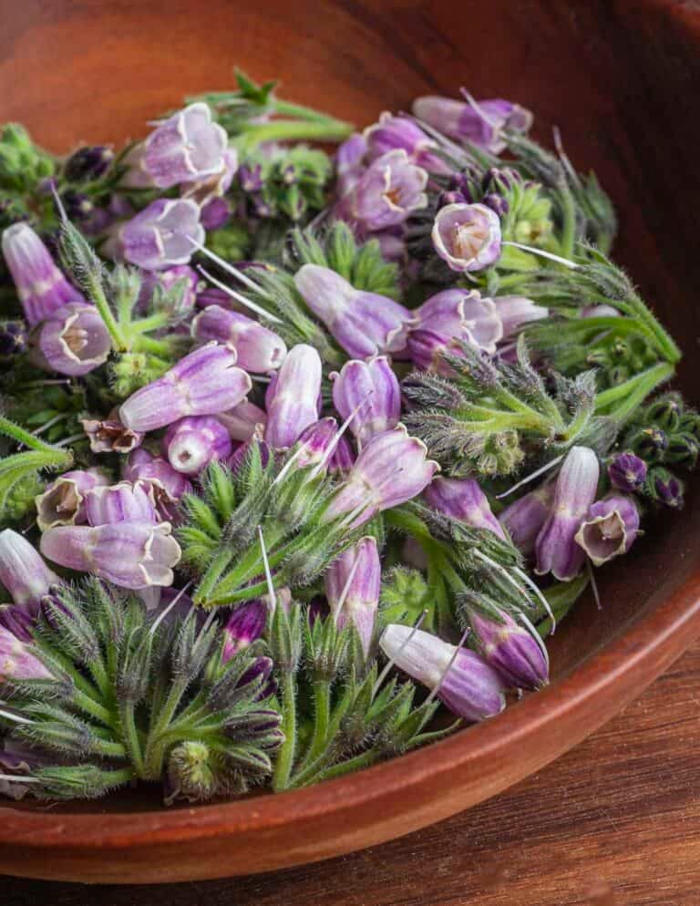 Comfrey Plants: A Traditional Food and Medicine - Forager | Chef