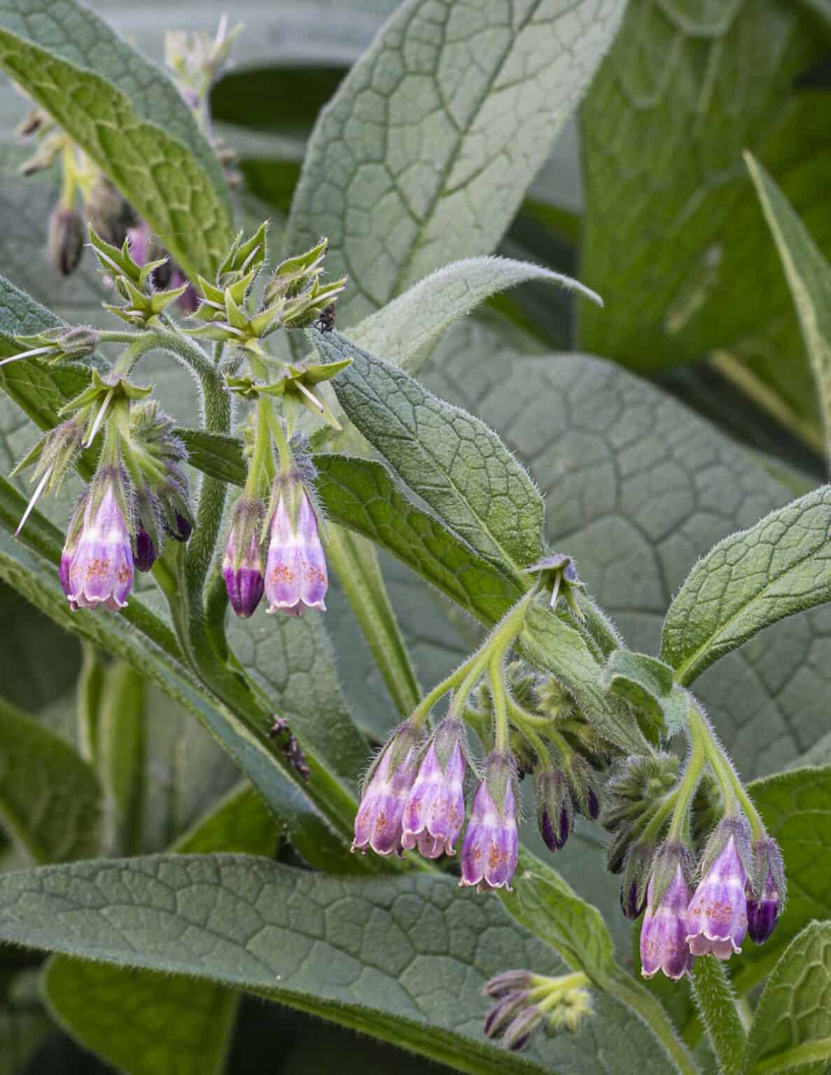 Comfrey Plants: A Traditional Food and Medicine - Forager | Chef