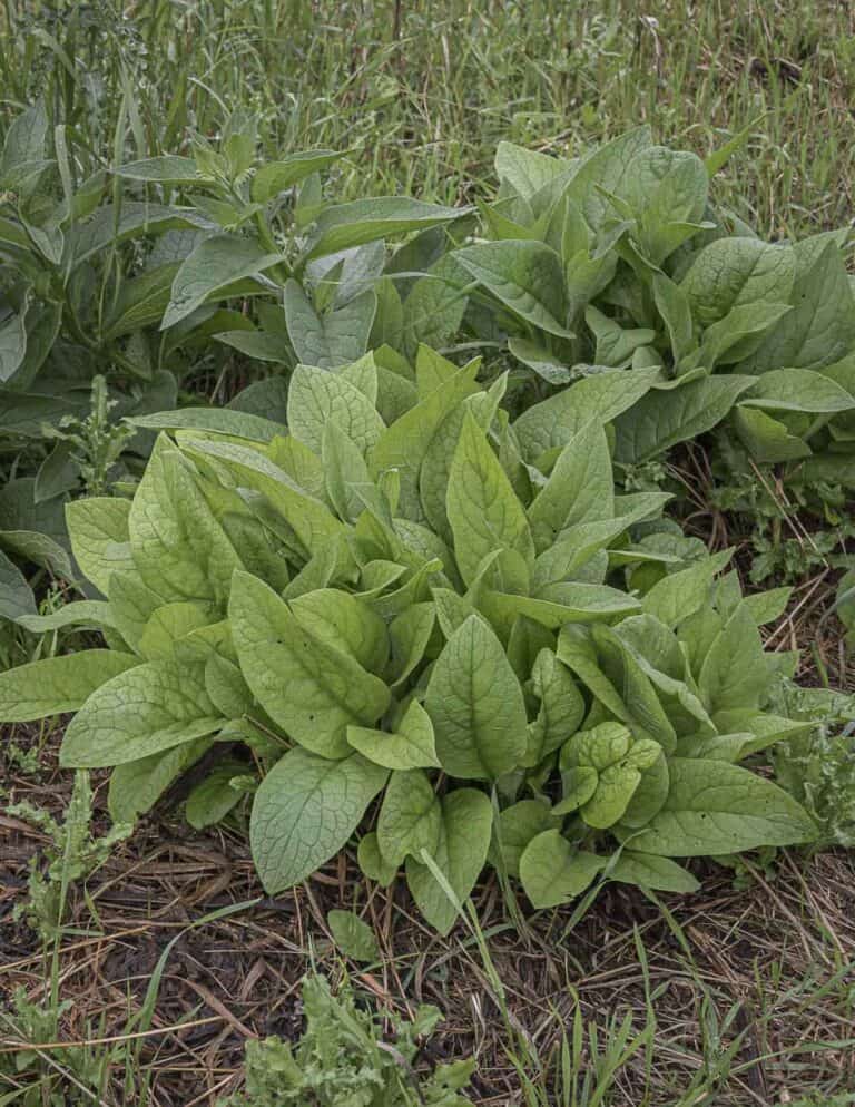 Comfrey Plants: A Traditional Food and Medicine - Forager | Chef