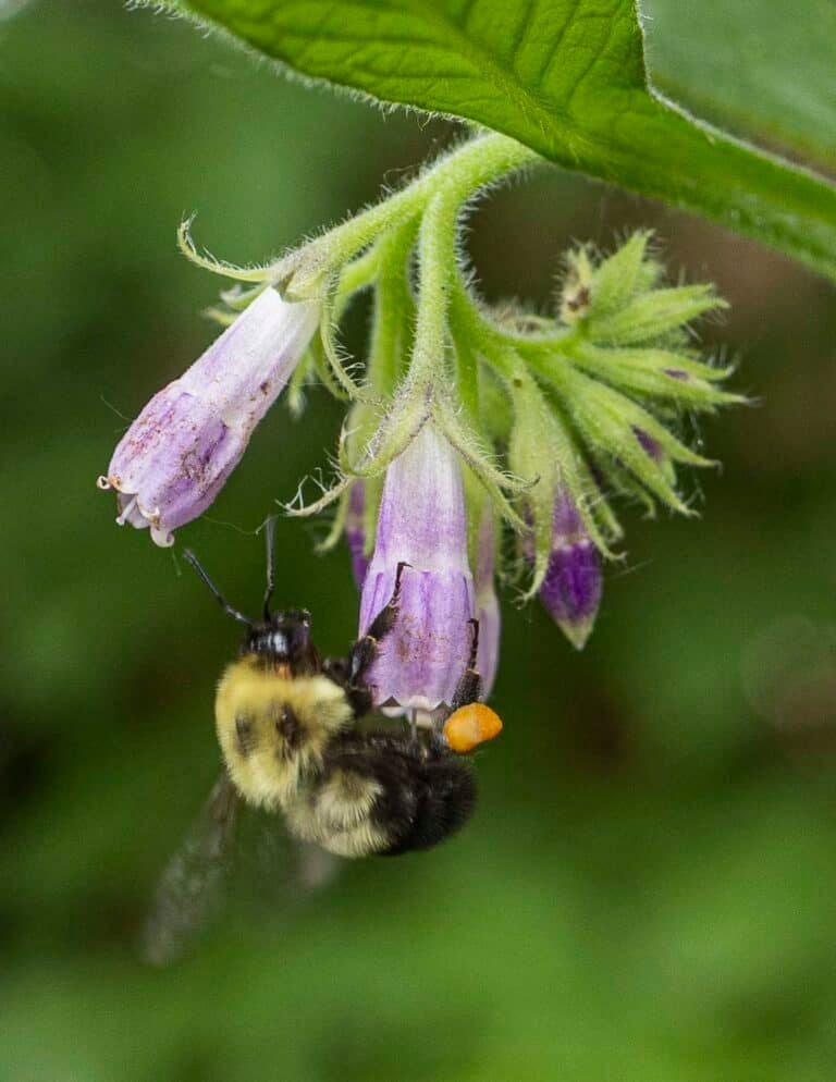 Comfrey Plants: A Traditional Food and Medicine - Forager | Chef