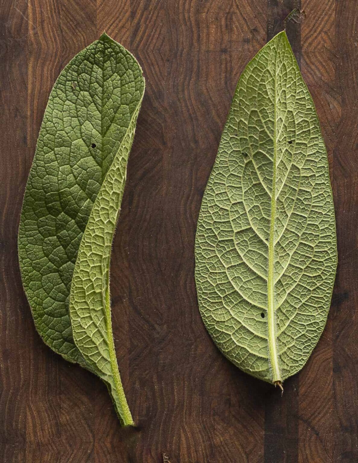 Comfrey Plants: A Traditional Food and Medicine - Forager | Chef