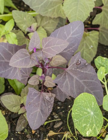 Green and Red Orache / Saltbush - Forager | Chef