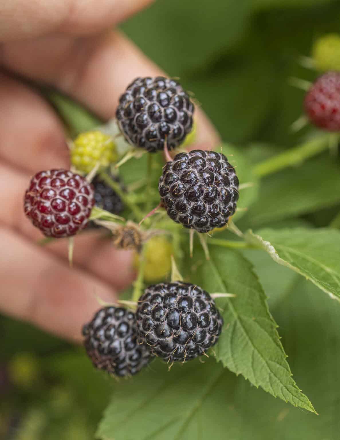 Black Raspberries (The Black Cap Berry) - Forager | Chef