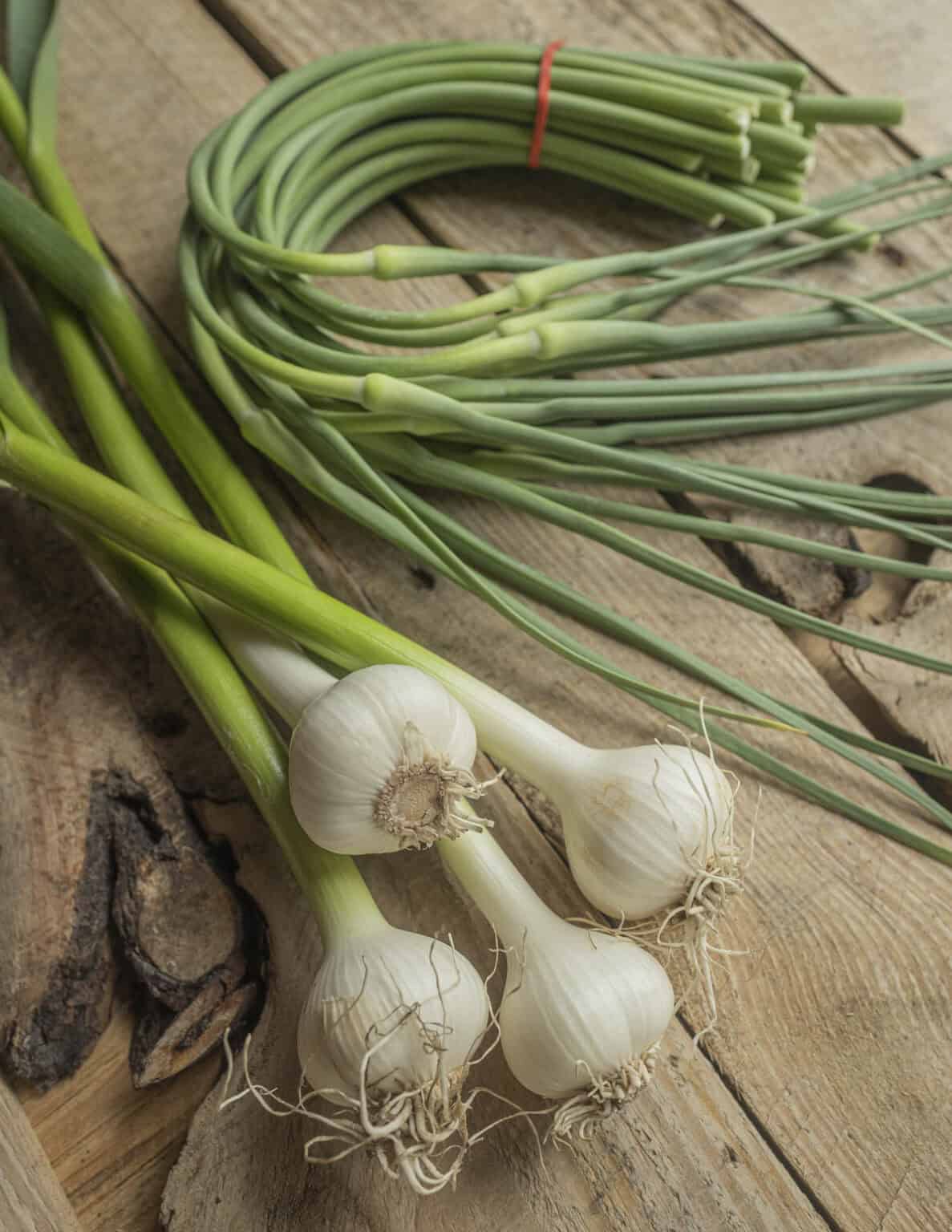 Cooking with Garlic Scapes: Recipes, Preparation & More - Forager | Chef