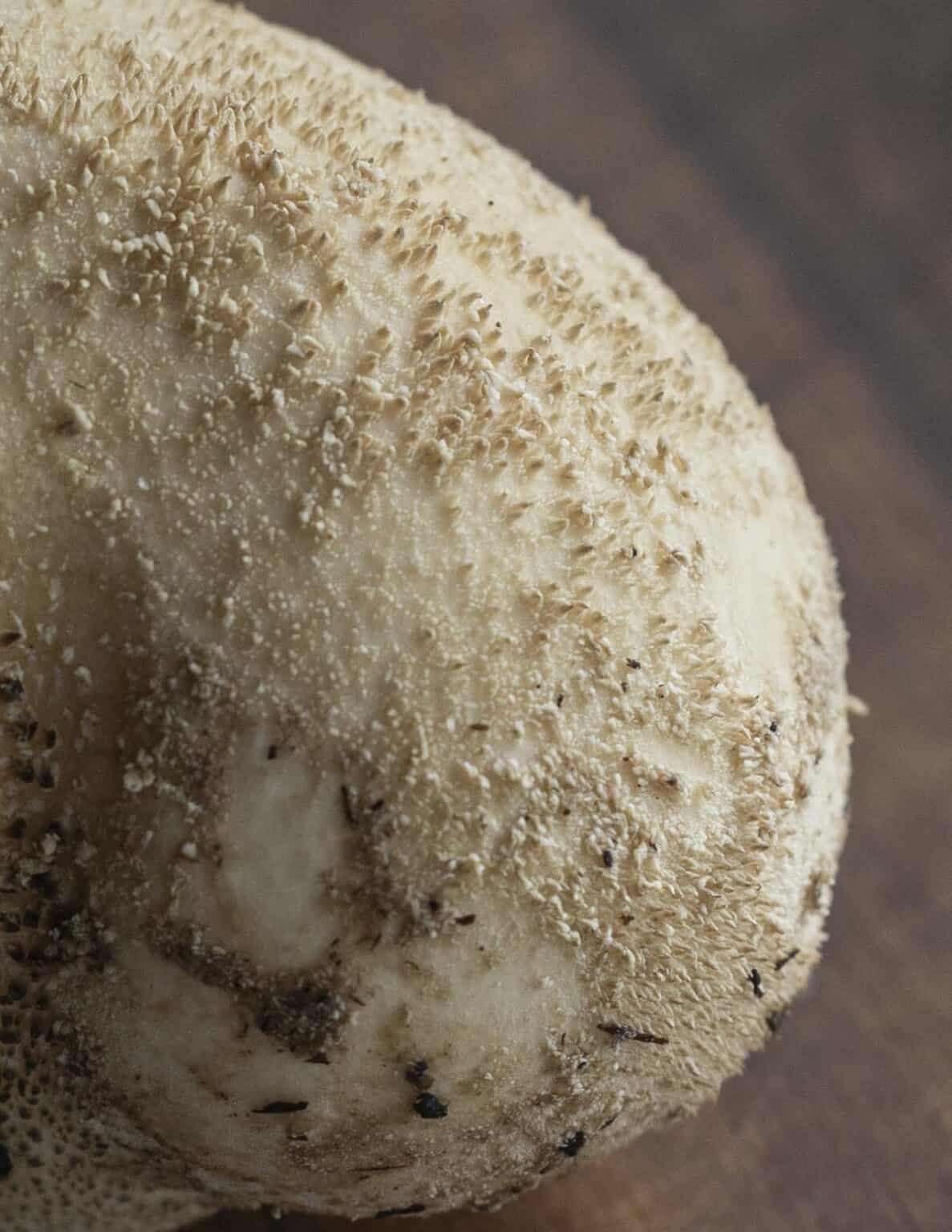 Gem-Studded and Pear Shaped Puffballs: Foraging, Cooking and More