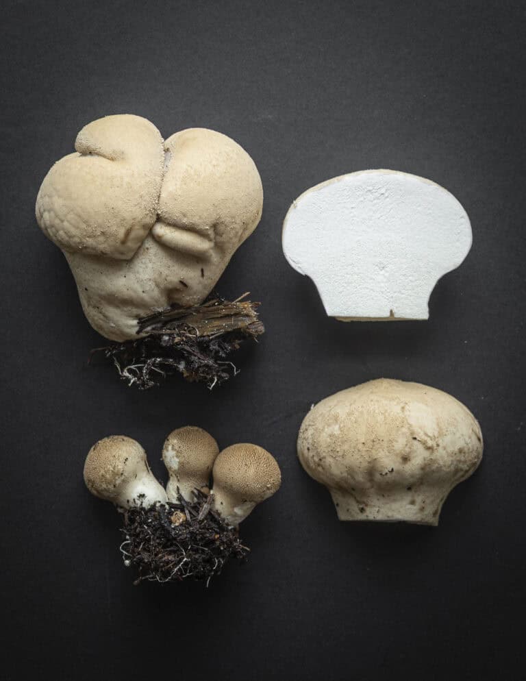 Gem-Studded and Pear Shaped Puffballs: Foraging, Cooking and More