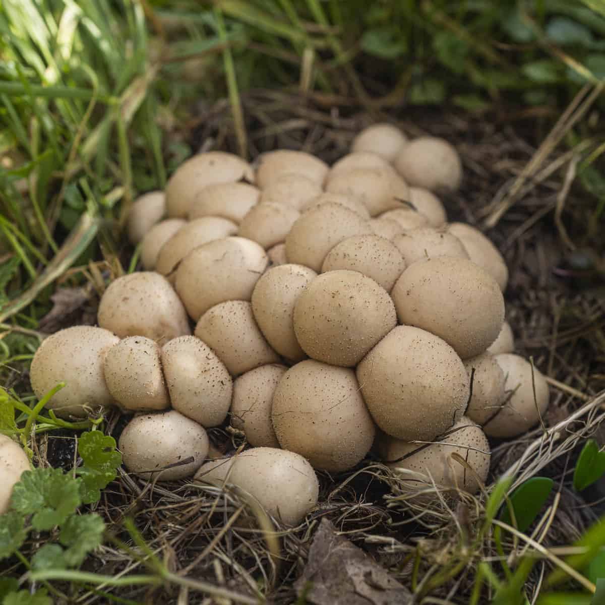 Gem-Studded and Pear Shaped Puffballs: Foraging, Cooking and More