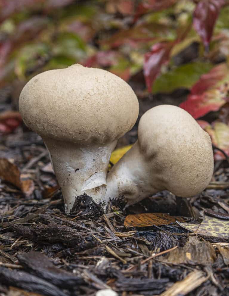 Gem-Studded and Pear Shaped Puffballs: Foraging, Cooking and More