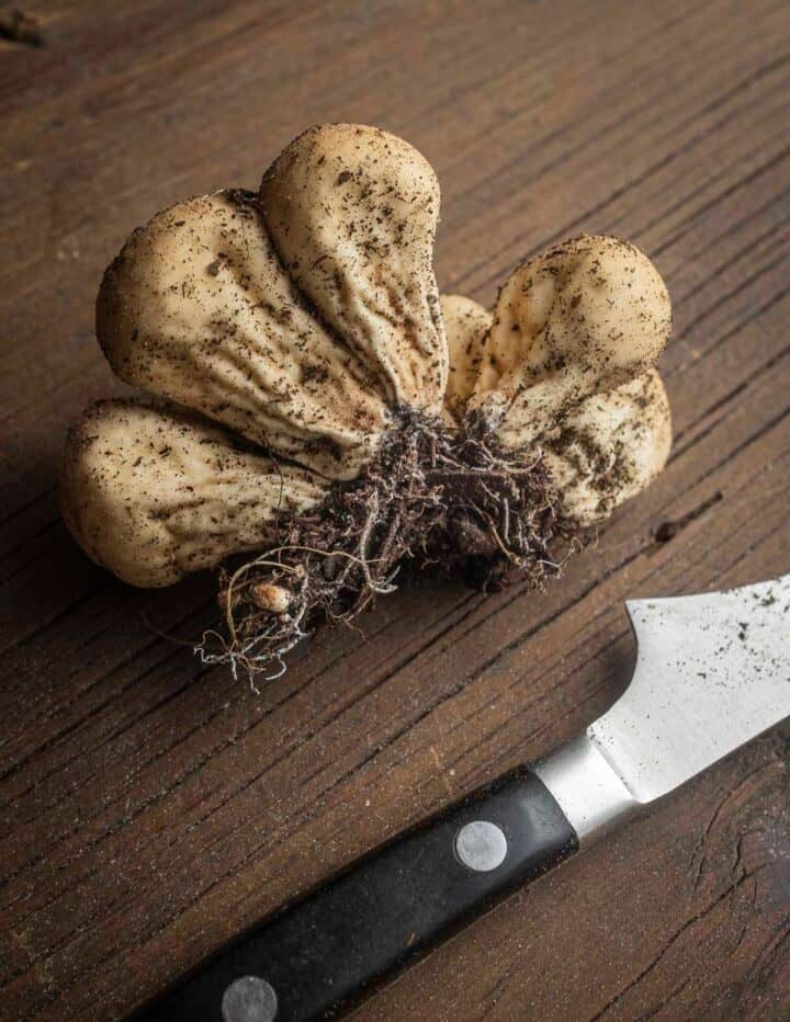 Gem-Studded and Pear Shaped Puffballs: Foraging, Cooking and More
