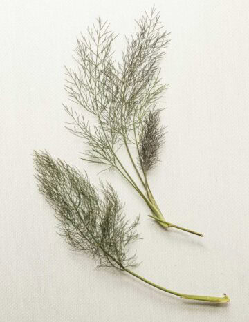 Bronze Fennel: A Delicious Herb That Tastes Like Licorice - Forager | Chef