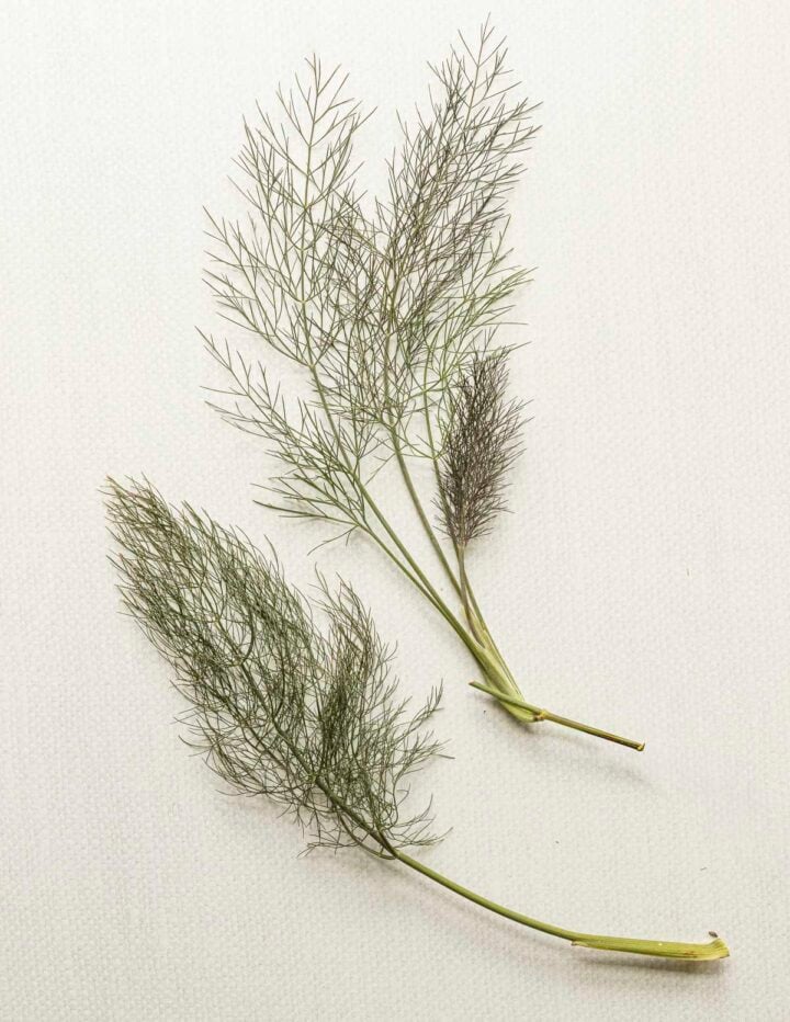 Bronze Fennel: A Delicious Herb That Tastes Like Licorice - Forager | Chef