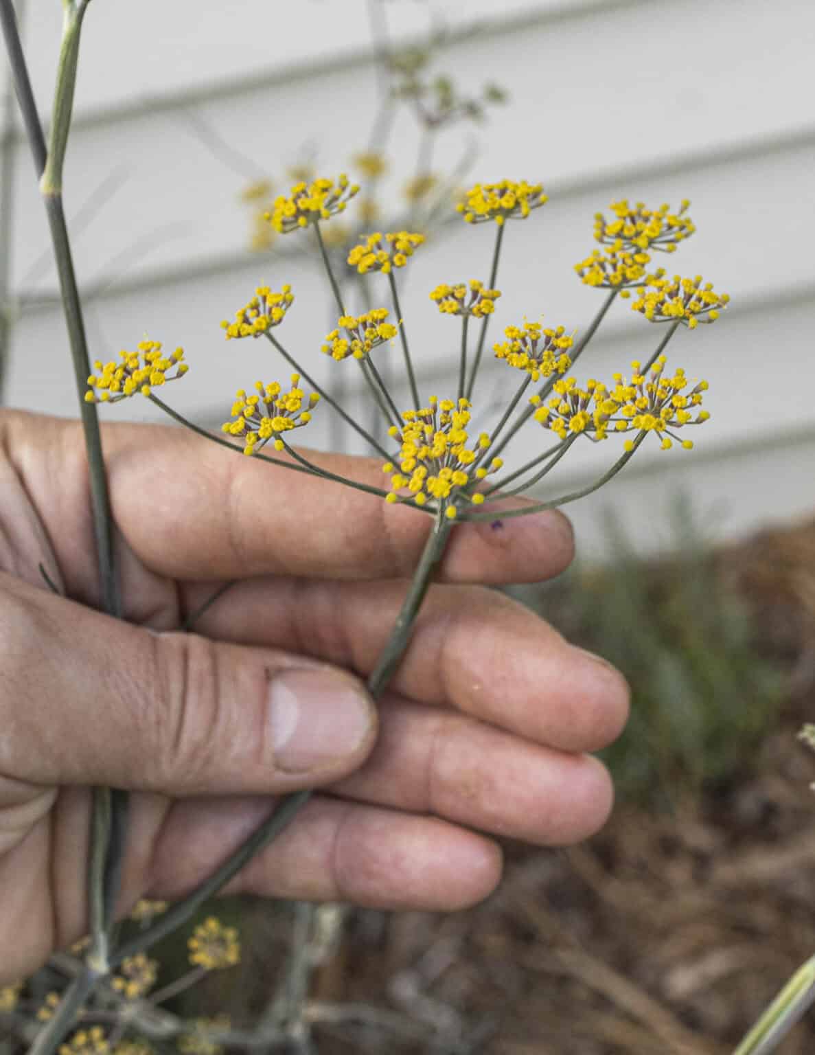 Bronze Fennel: A Delicious Herb That Tastes Like Licorice - Forager | Chef