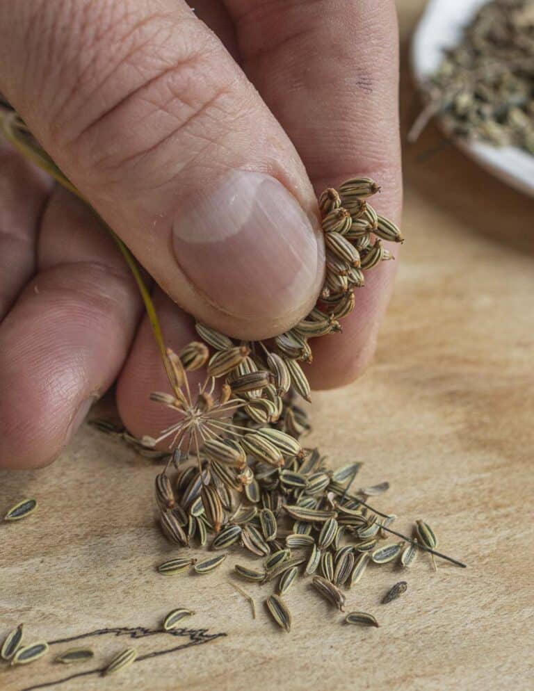 Bronze Fennel: A Delicious Herb That Tastes Like Licorice - Forager | Chef
