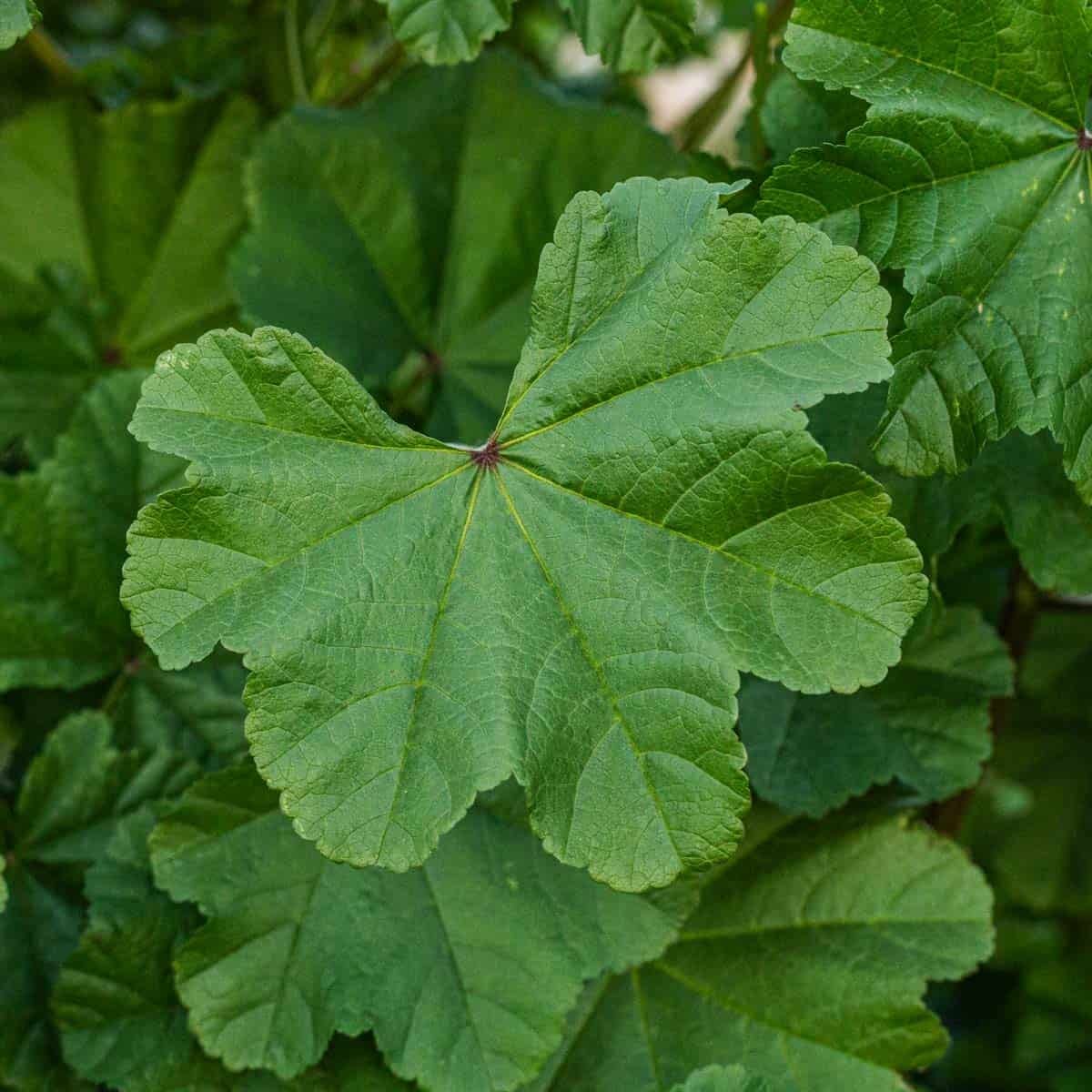 Common Mallow Plants (Cheeseweed) and Friends - Forager | Chef