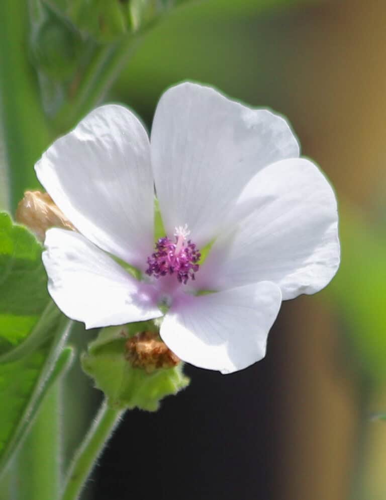 Common Mallow Plants (Cheeseweed) and Friends - Forager | Chef