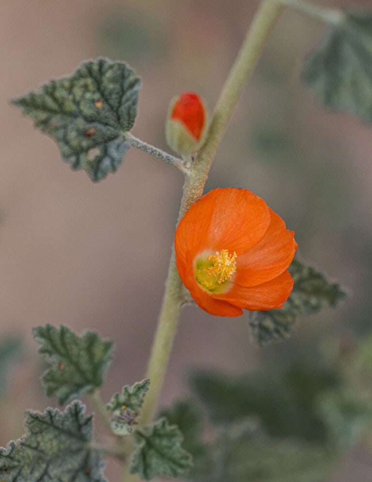 Common Mallow Plants (Cheeseweed) and Friends - Forager | Chef