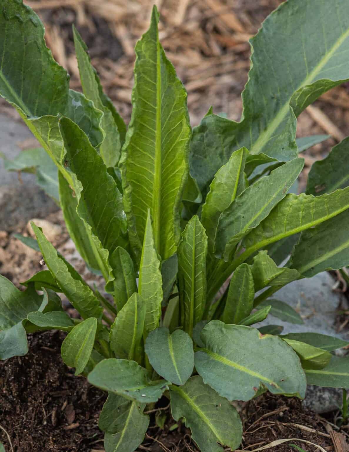 Curly Dock Plants, and Other Edible Rumex - Forager | Chef