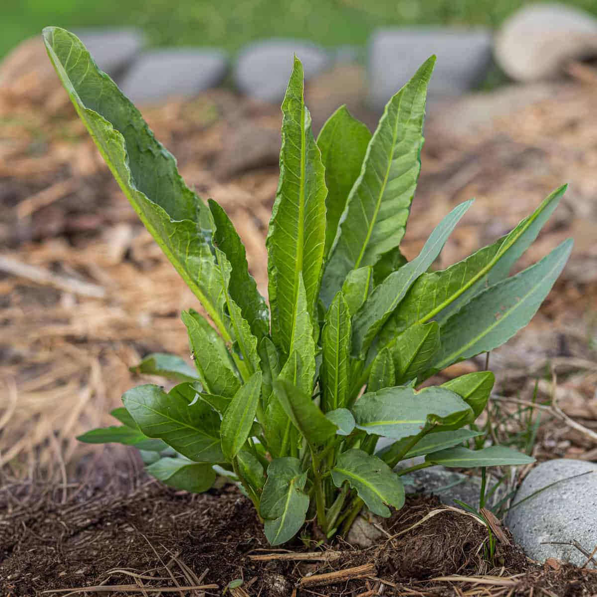 Curly Dock Plants, and Other Edible Rumex - Forager | Chef