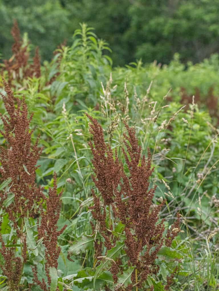 Curly Dock Plants, and Other Edible Rumex - Forager | Chef