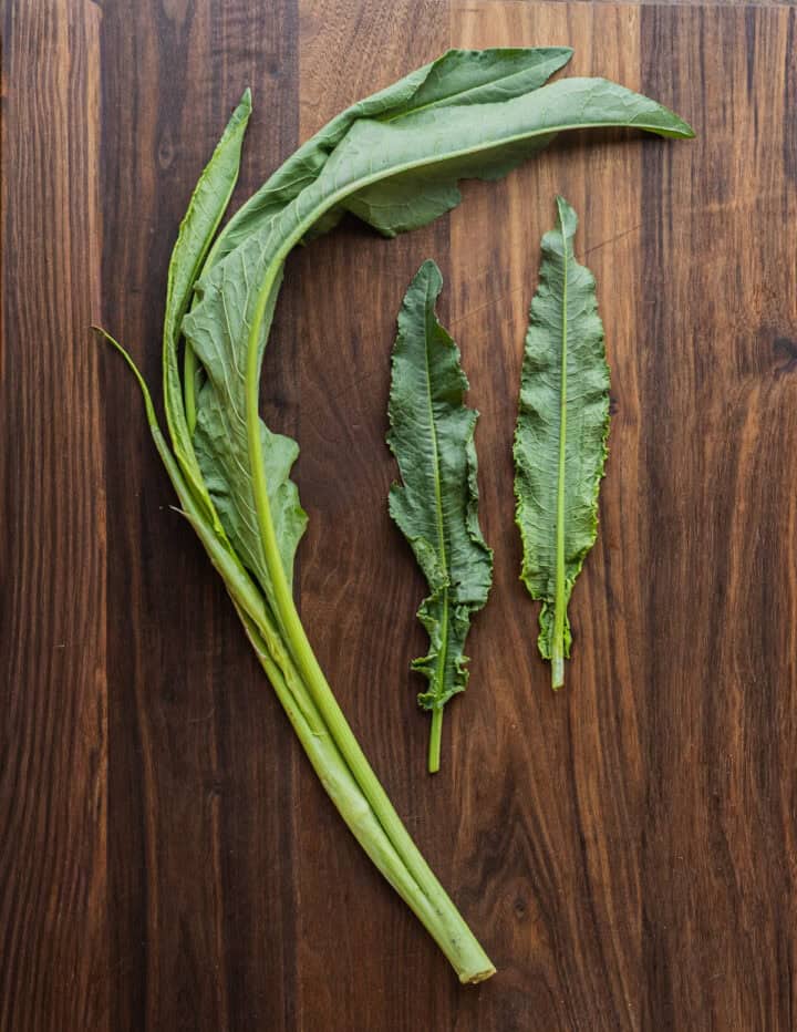 Curly Dock Plants, and Other Edible Rumex - Forager | Chef