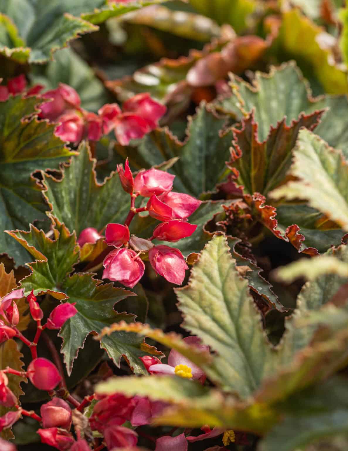 Begonias: My Favorite Edible Flower - Forager | Chef