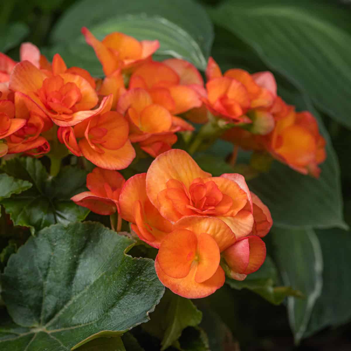 Begonias: My Favorite Edible Flower - Forager | Chef